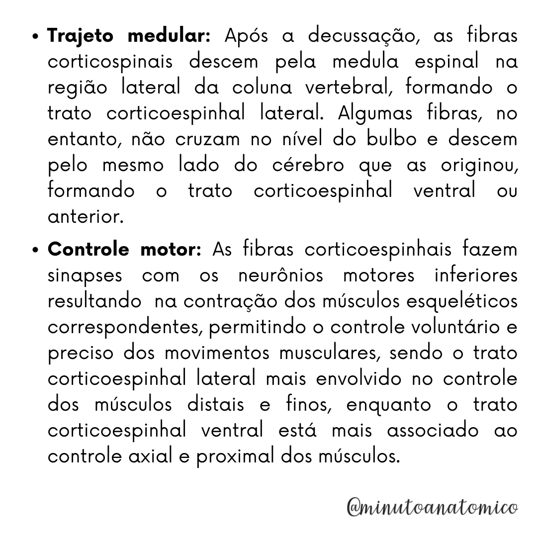Minuto Anatômico #180: Trato Corticoespinal – Anatomia & Fisioterapia
