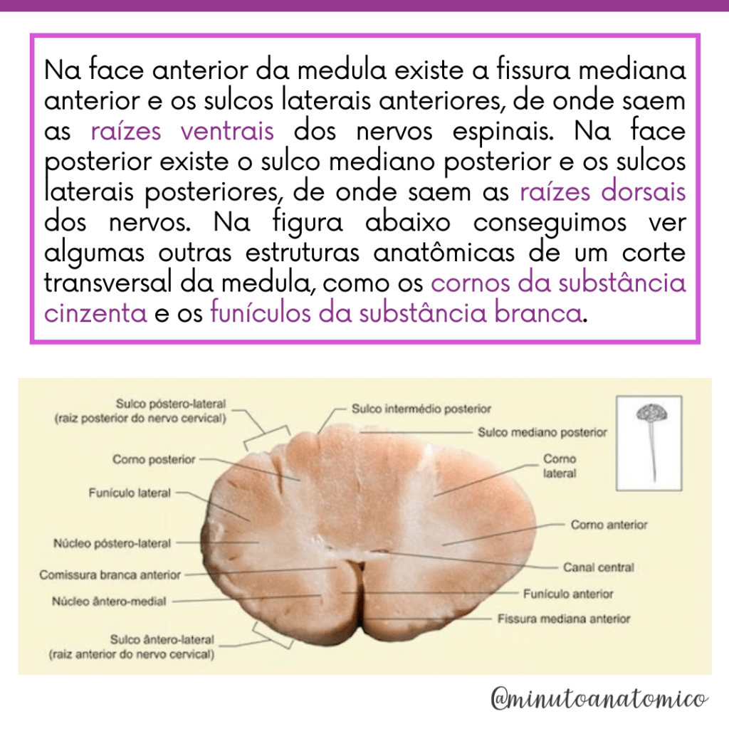 Funiculo Posterior