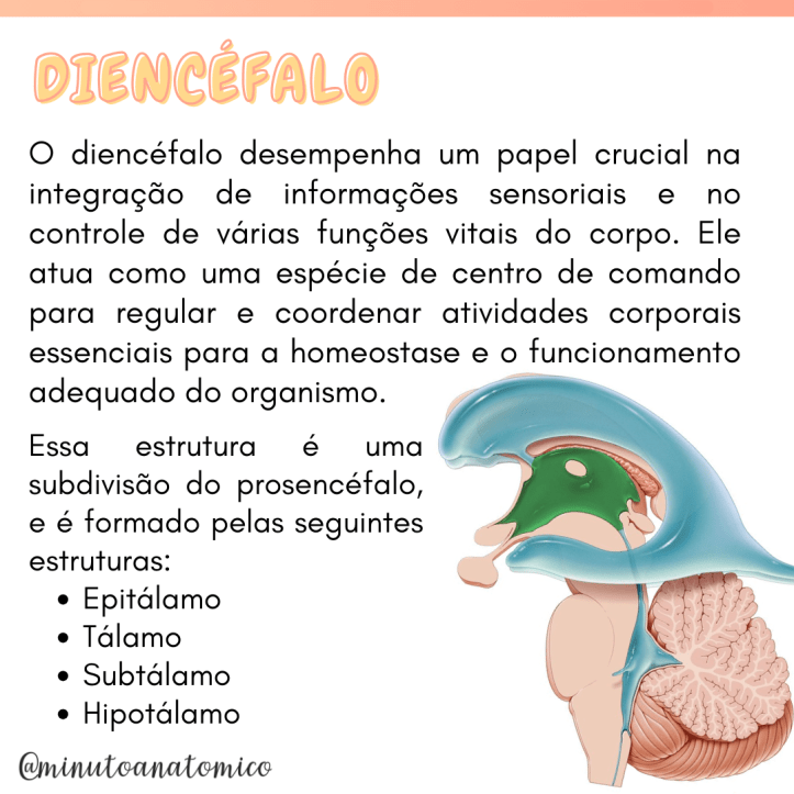 Minuto Anatômico #183: Anatomia do Diencéfalo – Anatomia & Fisioterapia