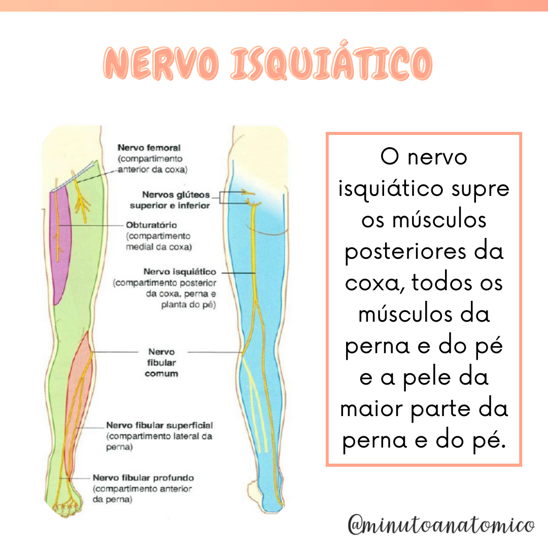 Minuto Anatômico #185: Nervo Isquiático – Anatomia & Fisioterapia