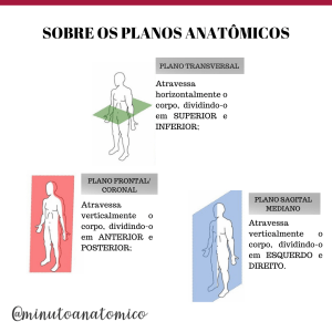 Minuto Anatômico #187: Planos e eixos anatômicos – Anatomia & Fisioterapia