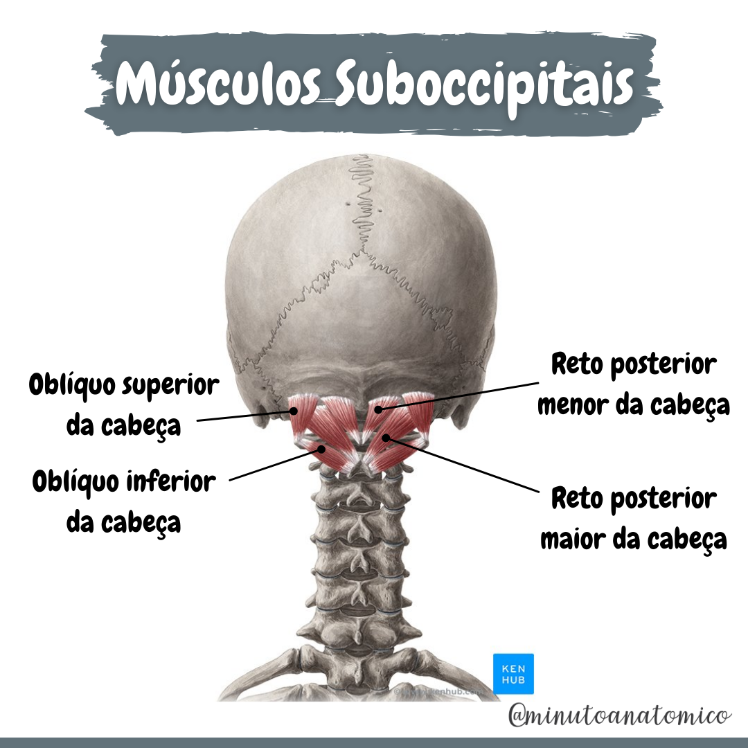 Minuto Anatômico #188: Músculos suboccipitais – Anatomia & Fisioterapia