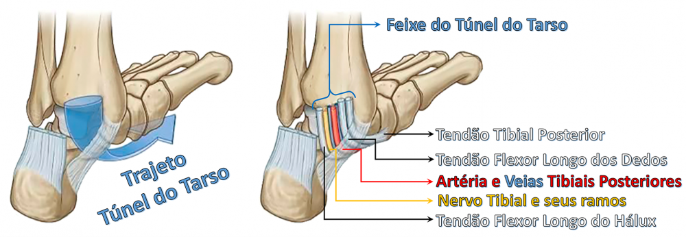 Túnel do Tarso – Anatomia & Fisioterapia