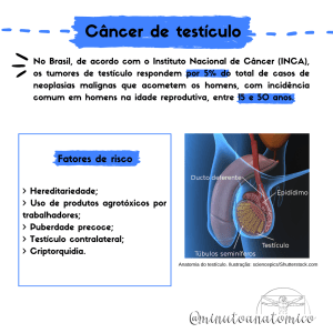 Minuto Anatomoclínico #38: Câncer testicular – Anatomia & Fisioterapia