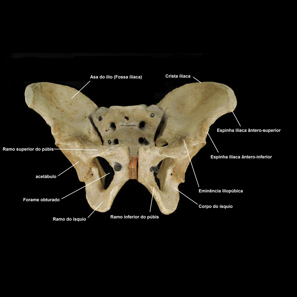 36. Assoalho Pélvico e Períneo – Anatomia & Fisioterapia