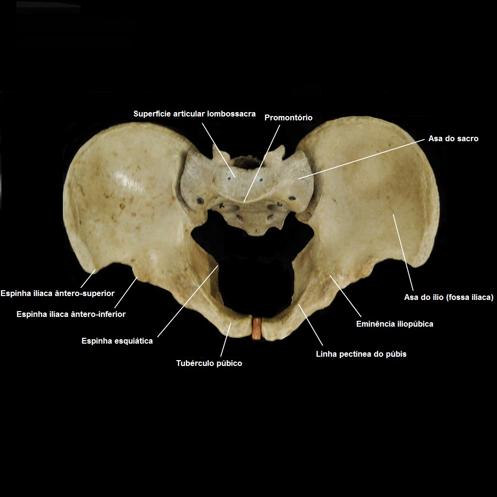 36. Assoalho Pélvico e Períneo – Anatomia & Fisioterapia