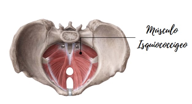36. Assoalho Pélvico e Períneo – Anatomia & Fisioterapia