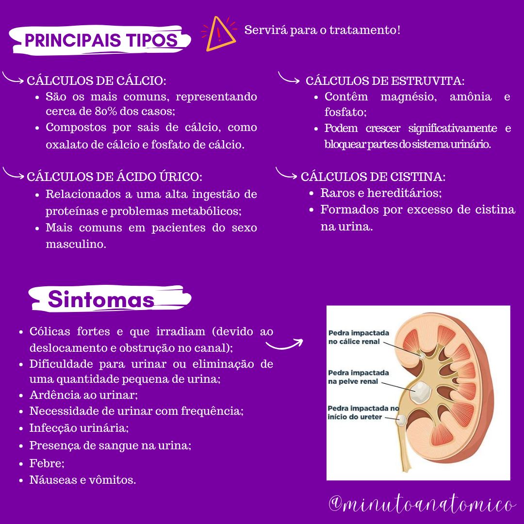 Minuto Anatomoclínico #40: Cálculo renal – Anatomia & Fisioterapia