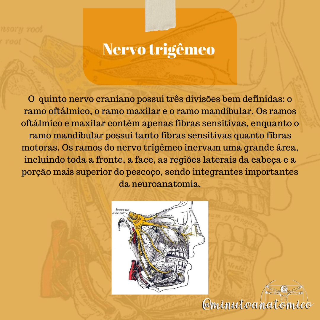 Minuto Anatomoclínico #41: Neuralgia do trigêmeo – Anatomia & Fisioterapia