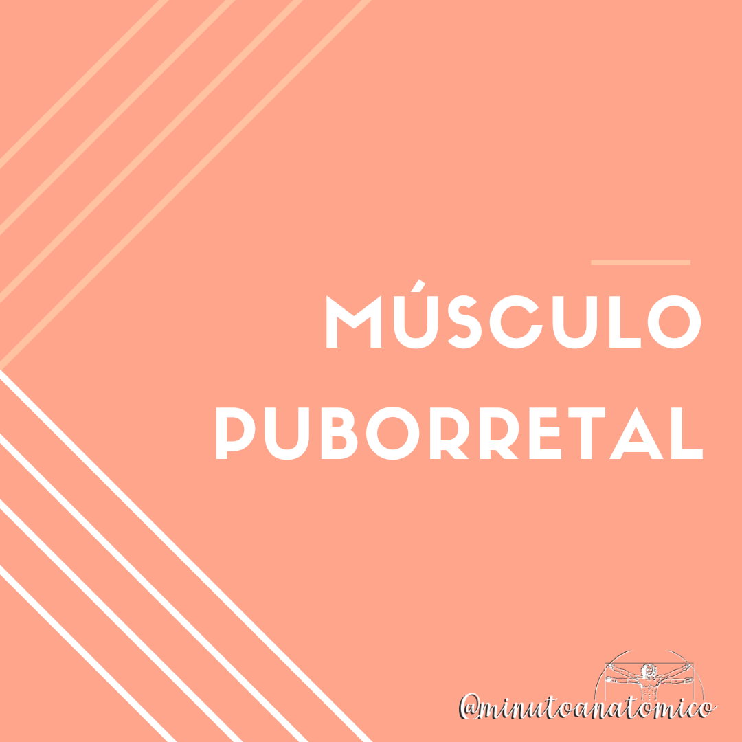 Minuto Anatômico #198: Músculo puborretal – Anatomia & Fisioterapia