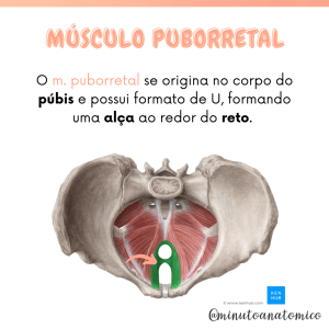 Minuto Anatômico #198: Músculo puborretal – Anatomia & Fisioterapia
