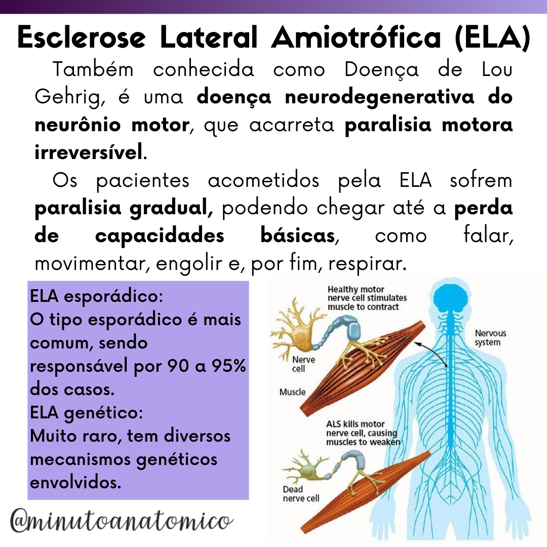 Minuto Anatomoclínico #43: Esclerose Lateral Amiotrófica – Anatomia ...