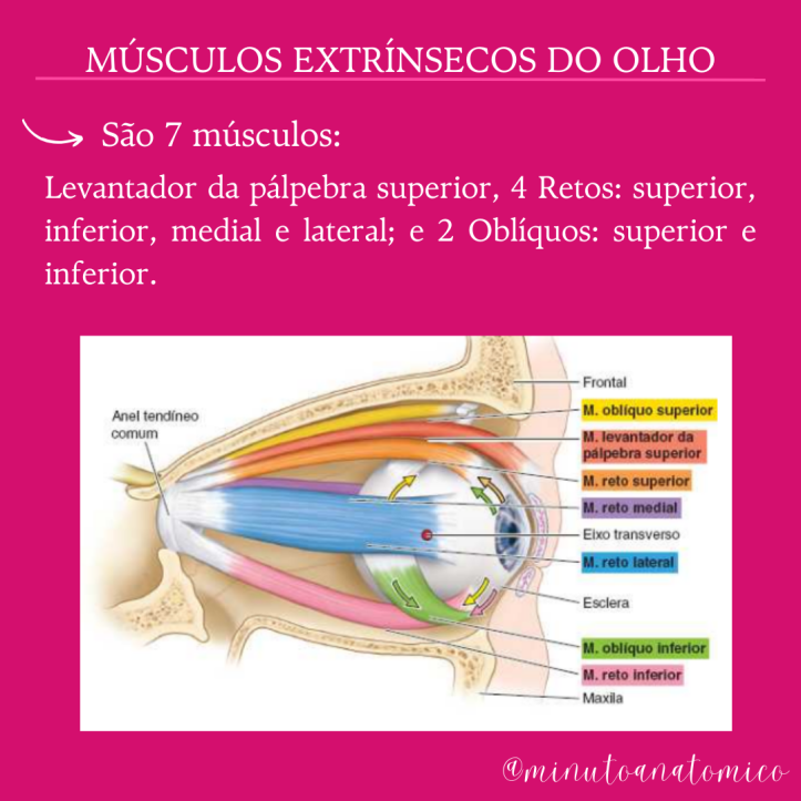 Minuto Anatômico #201: Músculos extrínsecos do olho – Anatomia ...