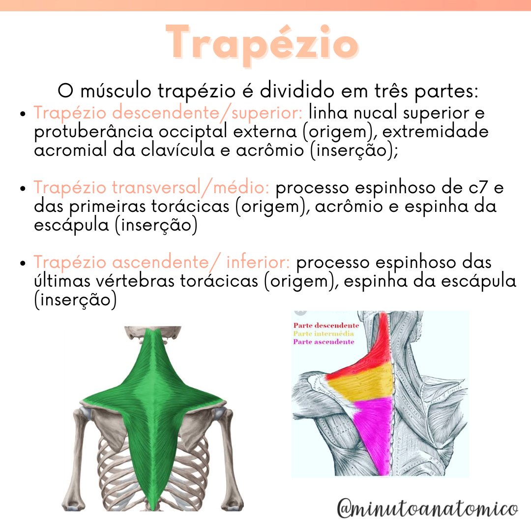 Minuto Anatômico #197: Mialgia do trapézio – Anatomia & Fisioterapia