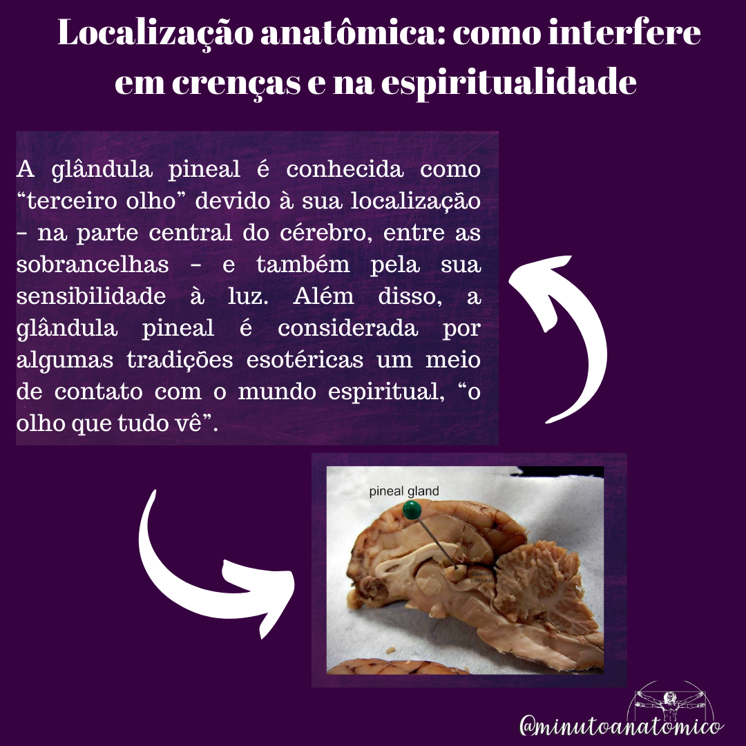 Minuto Anatômico #199: Glândula pineal – Anatomia & Fisioterapia