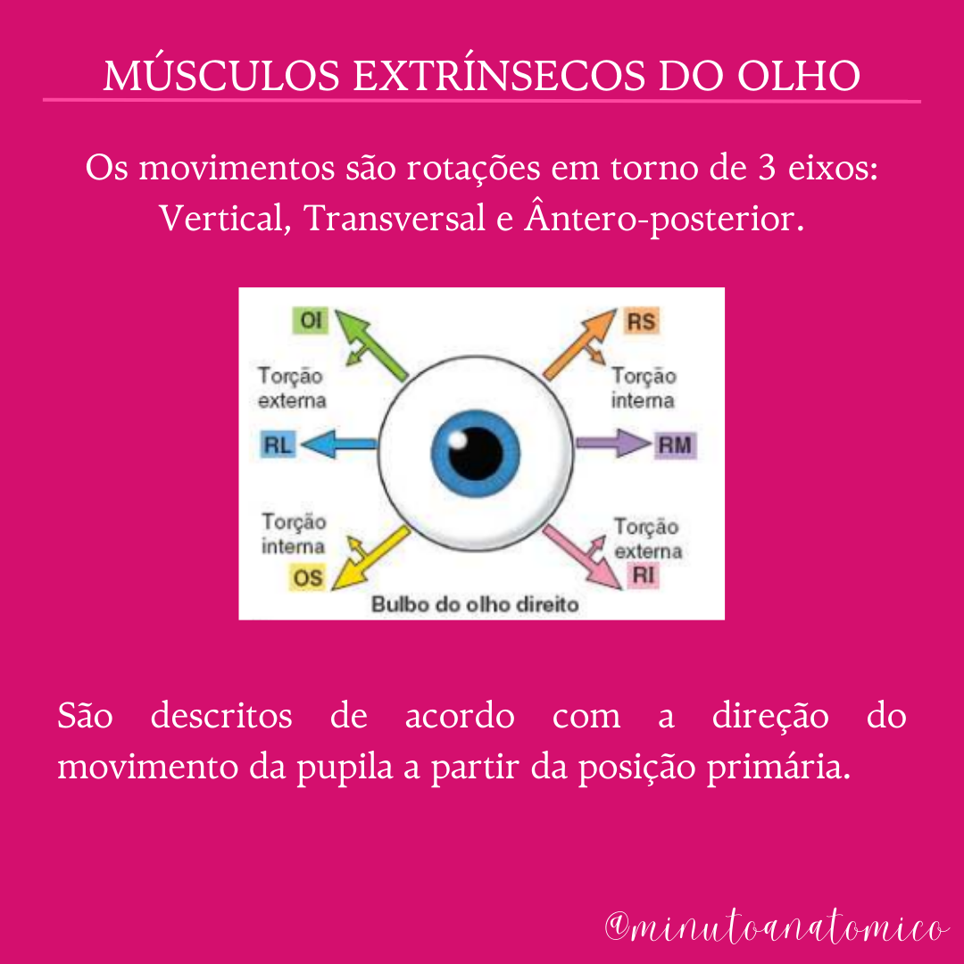 Minuto Anatômico #201: Músculos extrínsecos do olho – Anatomia ...