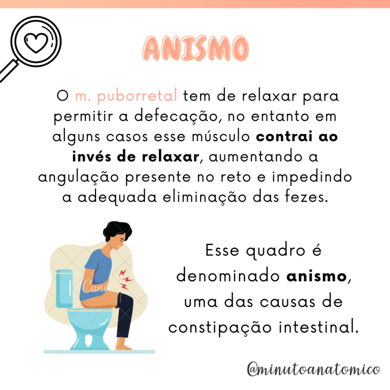 Minuto Anatômico #198: Músculo puborretal – Anatomia & Fisioterapia