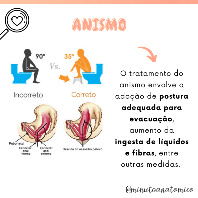 Minuto Anatômico #198: Músculo puborretal – Anatomia & Fisioterapia