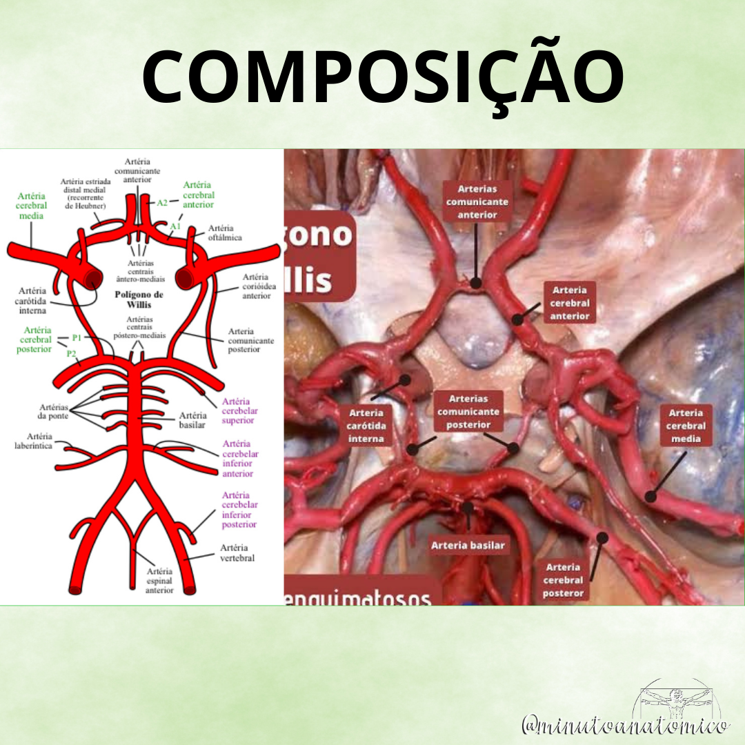 Minuto Anatômico #204: Círculo Arterial do Cérebro (Polígono de Willis ...