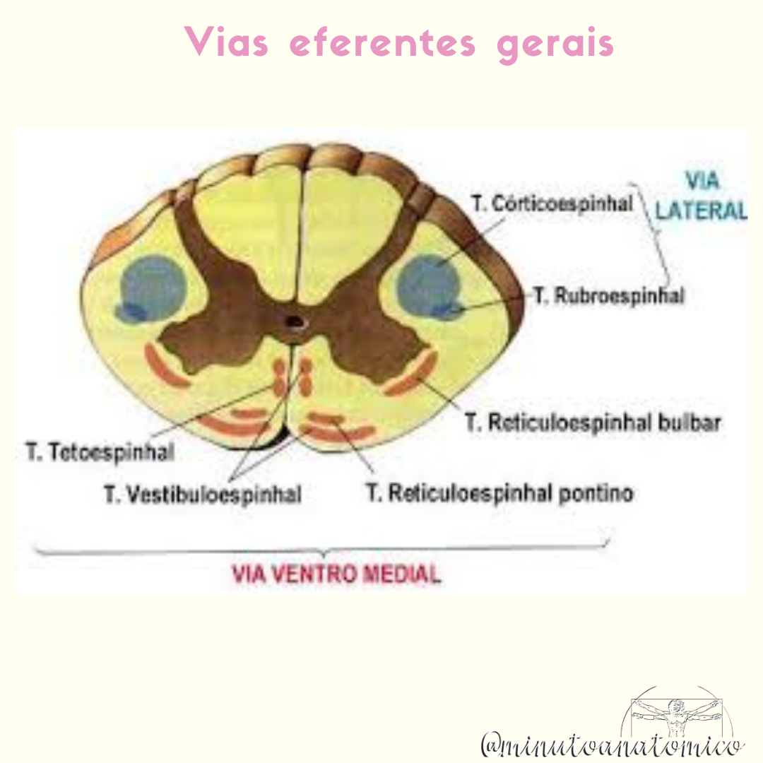 Minuto Anatômico #208: Trajeto vias eferentes (somáticas) – Anatomia ...