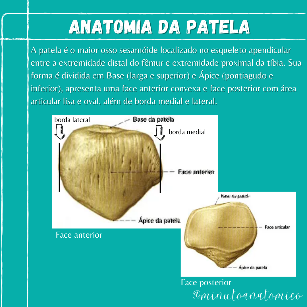 Minuto Anatômico #213: Luxação Congênita da Patela – Anatomia ...