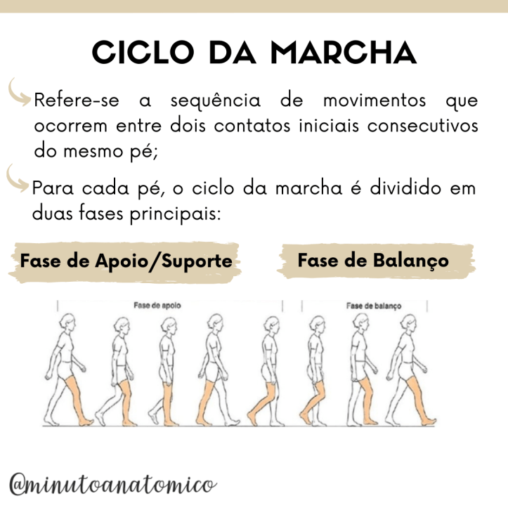 Minuto Anatômico #210: Fases da Marcha – Anatomia & Fisioterapia