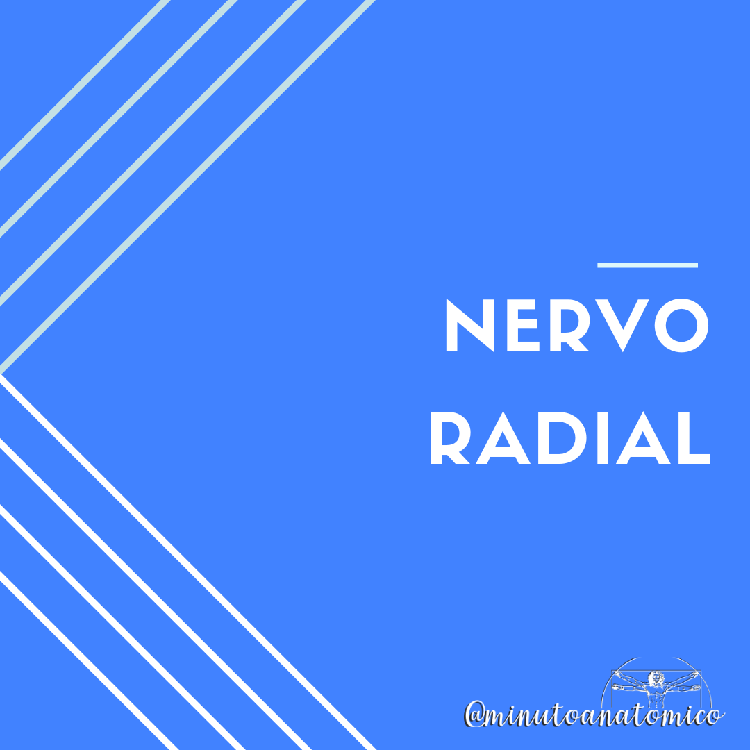 Minuto Anatômico #220: Nervo radial – Anatomia & Fisioterapia