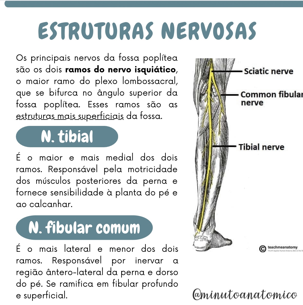 Minuto Anatômico #221: Fossa poplítea – Anatomia & Fisioterapia