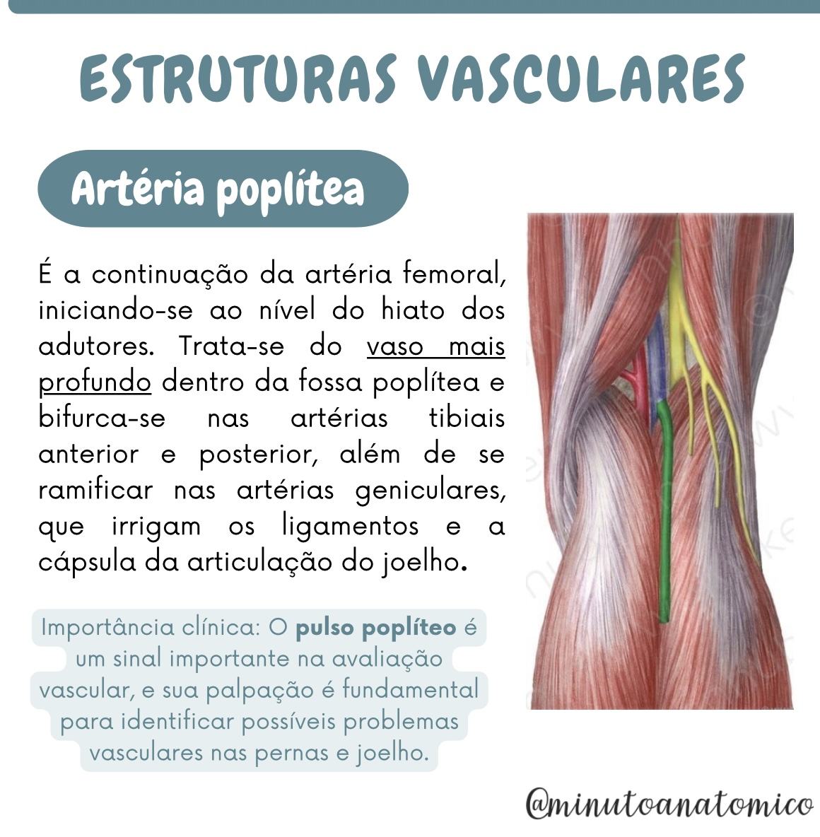 Minuto Anatômico #221: Fossa poplítea – Anatomia & Fisioterapia