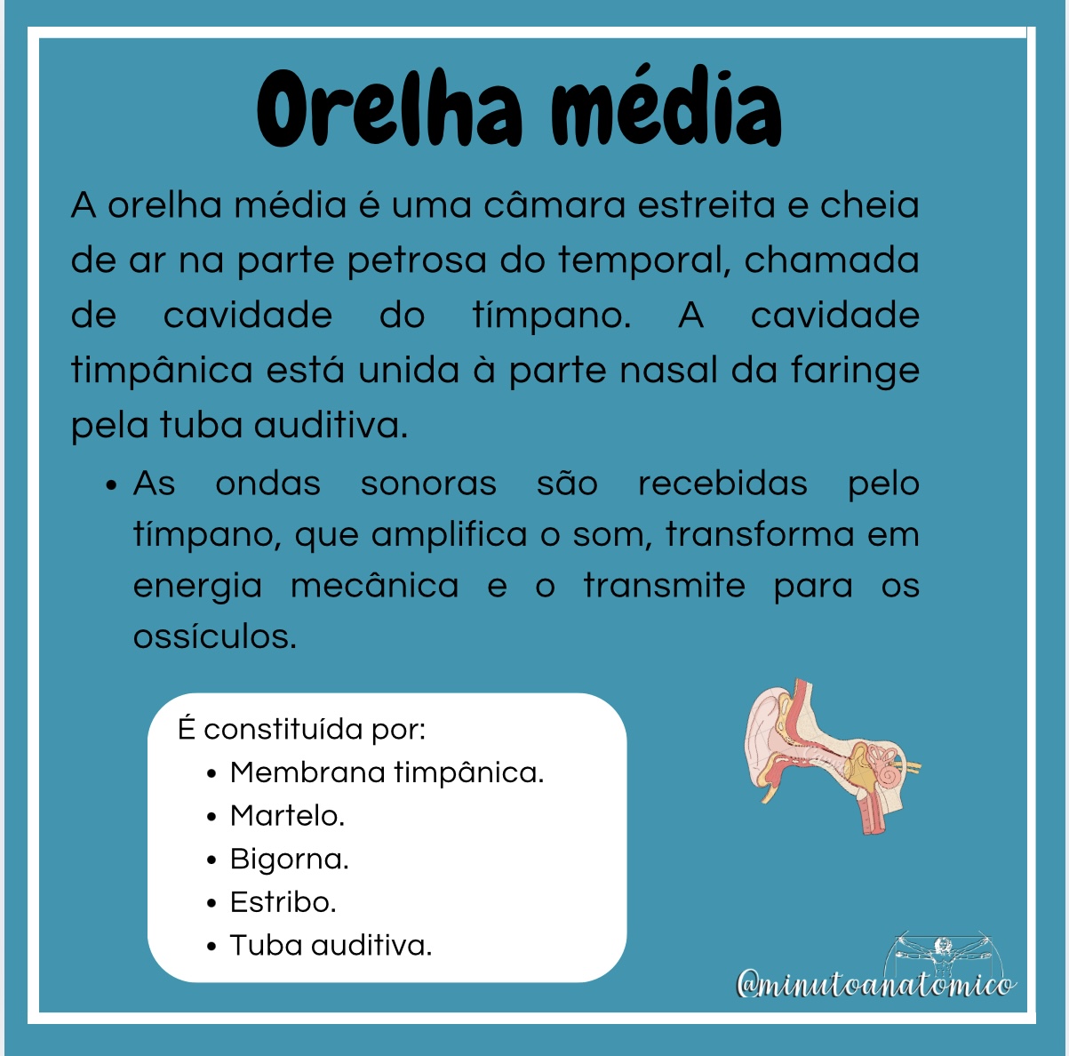 Minuto Anatômico #229: Anatomia da orelha – Anatomia & Fisioterapia